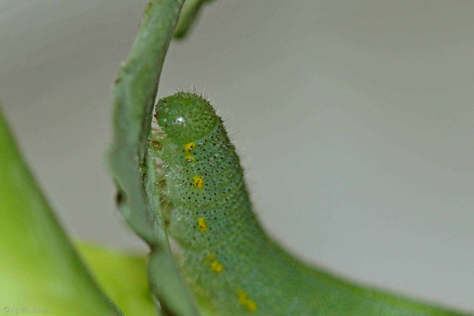 Aglaia Bouma, entomologie